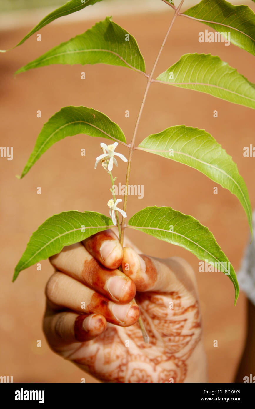 Neem leaf hi-res stock photography and images - Alamy