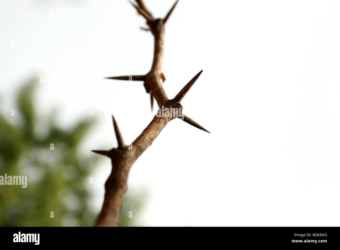 Symbol of grief hi-res stock photography and images - Alamy