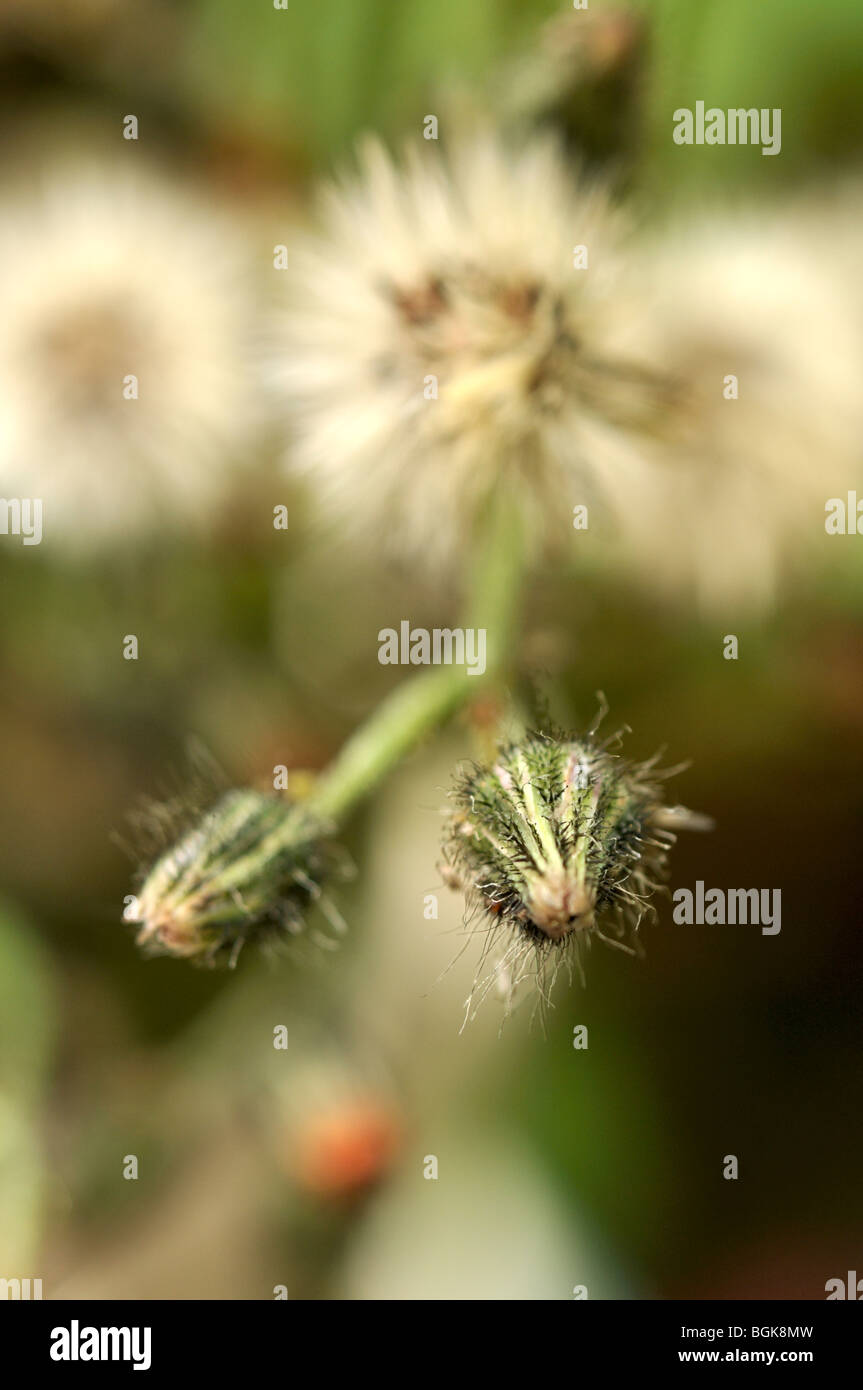 Hawkweed seeds hi-res stock photography and images - Alamy