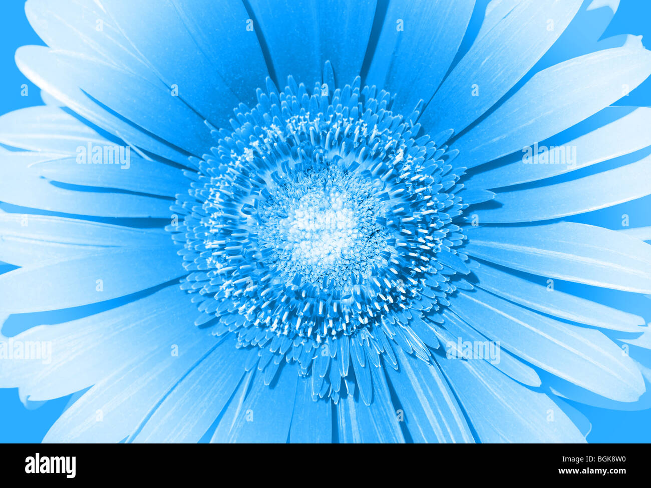 Blue daisy flower background Stock Photo - Alamy