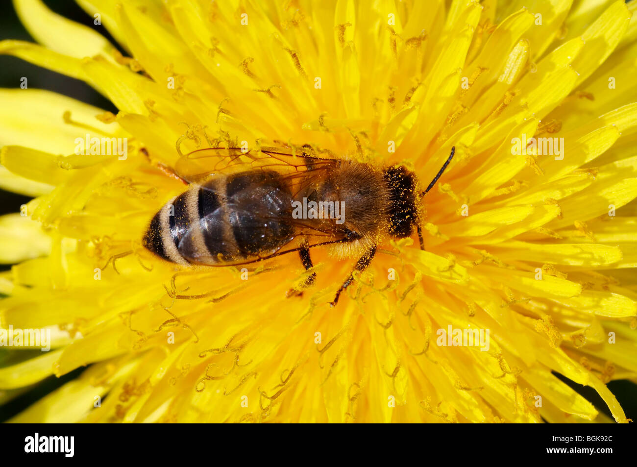honey bee with antheral dust Stock Photo - Alamy