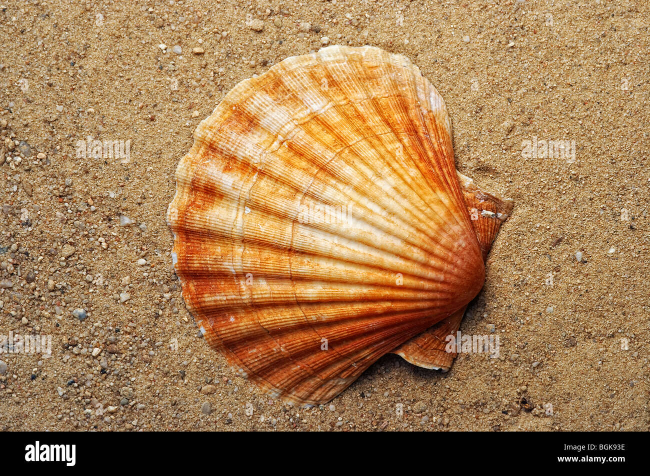 Shell test hi-res stock photography and images - Alamy