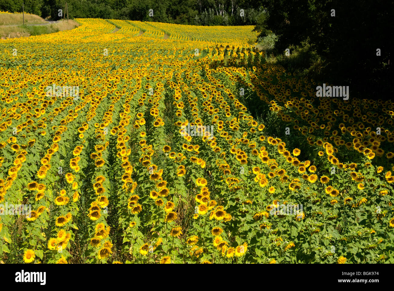 Sunflowers provence france hi-res stock photography and images - Alamy