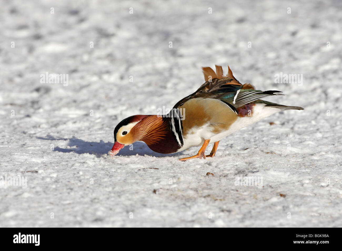 Drake Mandarin Duck High Resolution Stock Photography and Images - Alamy