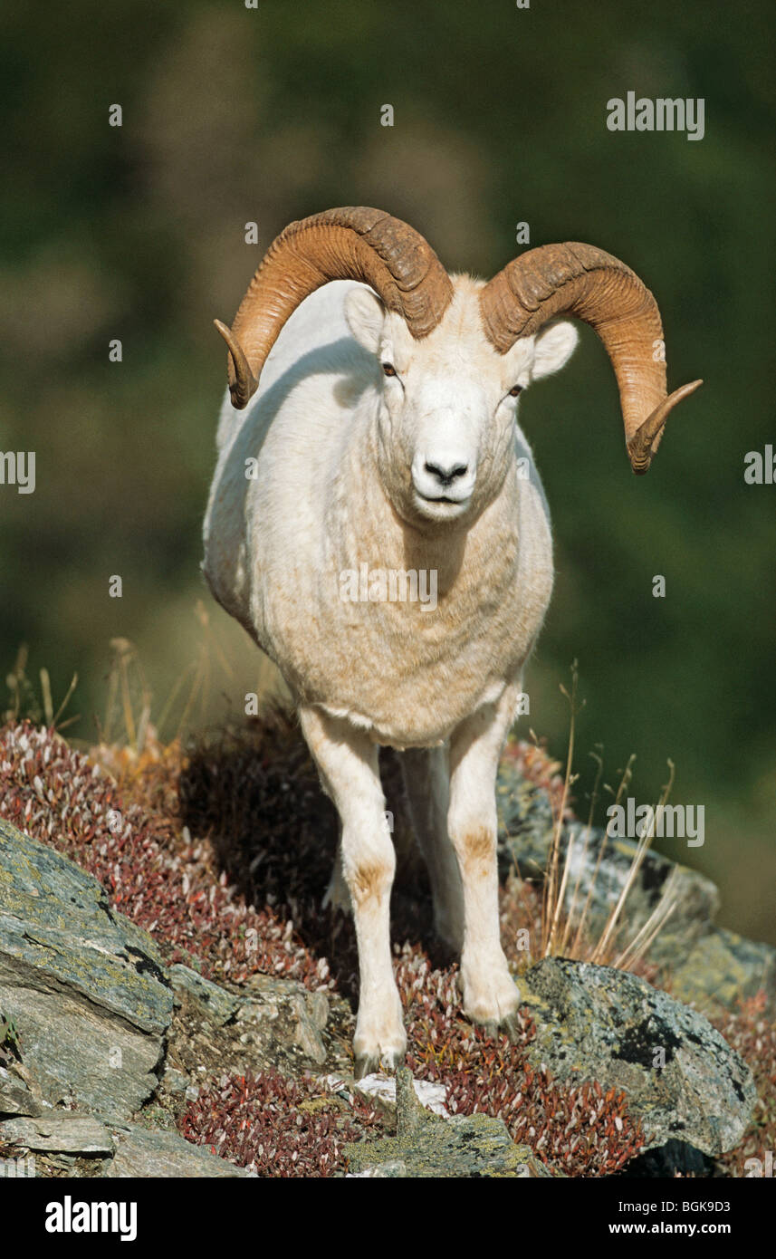 Dall Sheep (male) - standing / Ovis dalli Stock Photo - Alamy