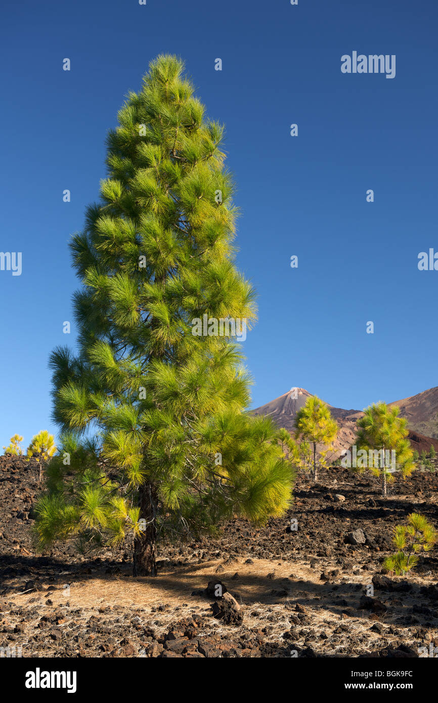 Highest tree hi-res stock photography and images - Alamy