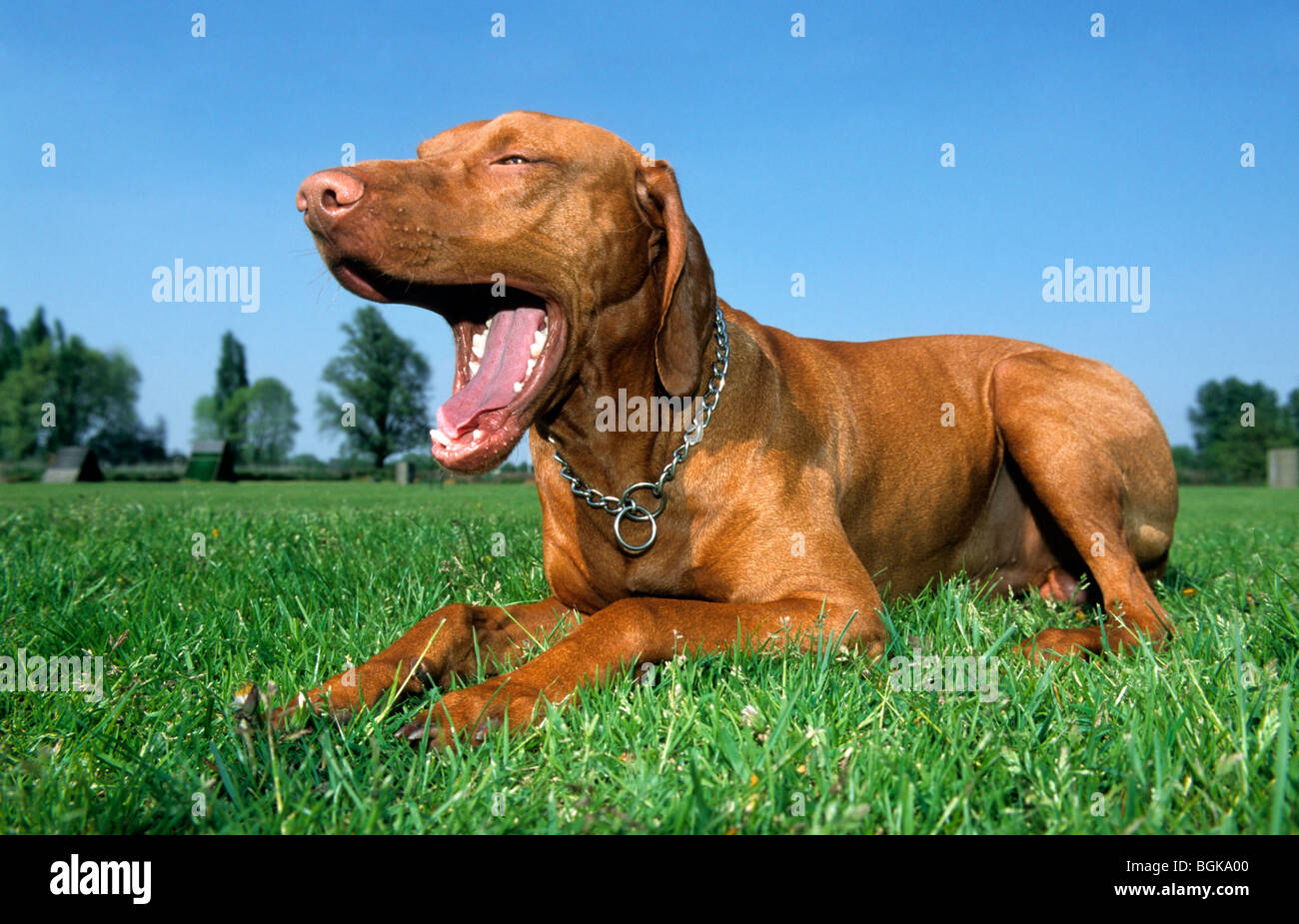 Bracco Italiano High Resolution Stock Photography and Images - Alamy