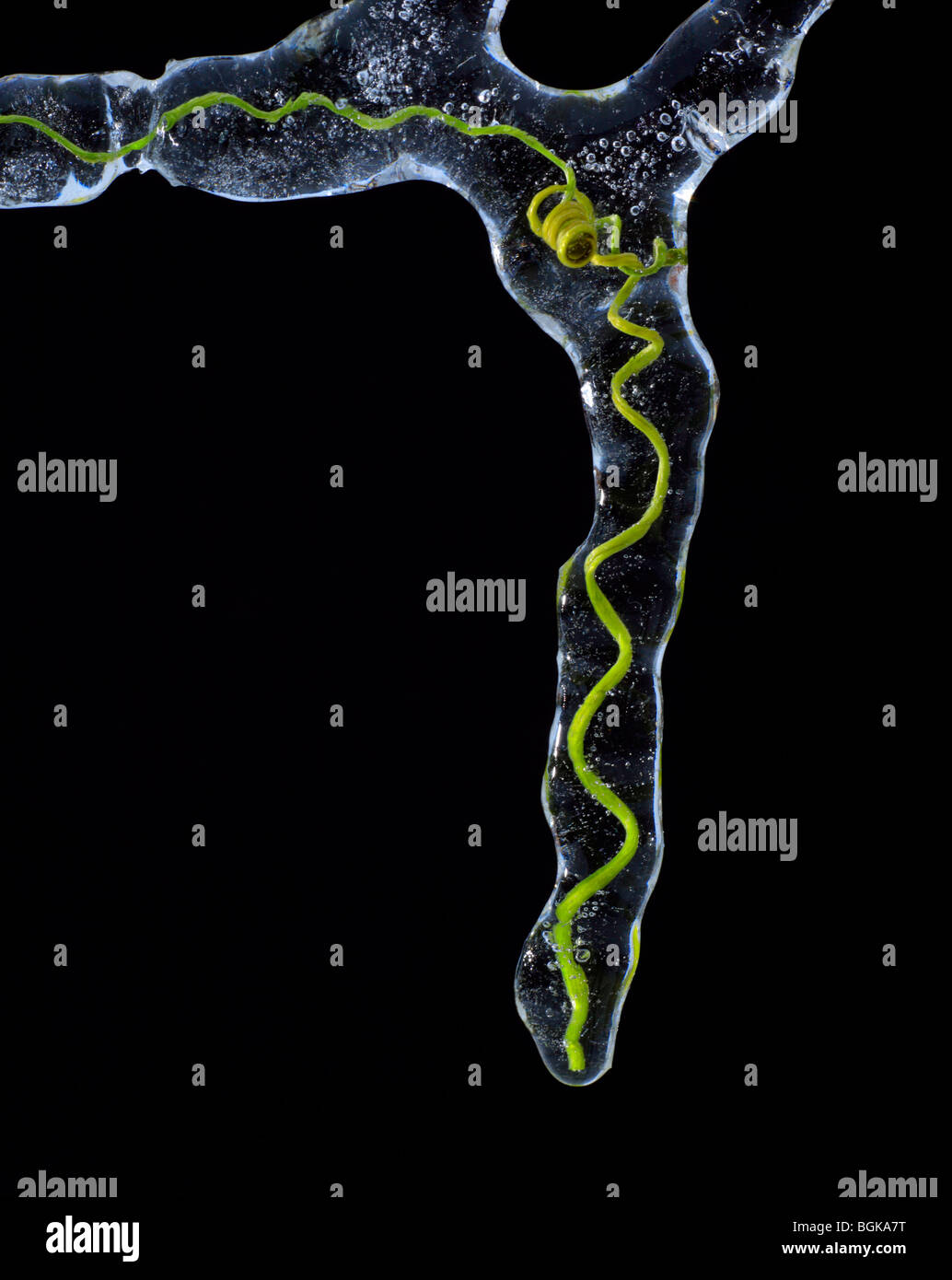 Icicle hi-res stock photography and images - Alamy