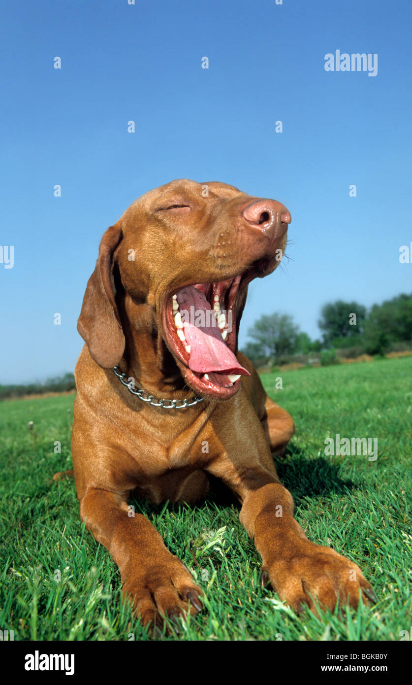 Bracco Italiano Italian gun dog breed yawning Stock Photo - Alamy
