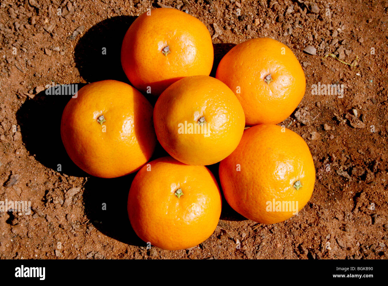 Six oranges hi-res stock photography and images - Alamy