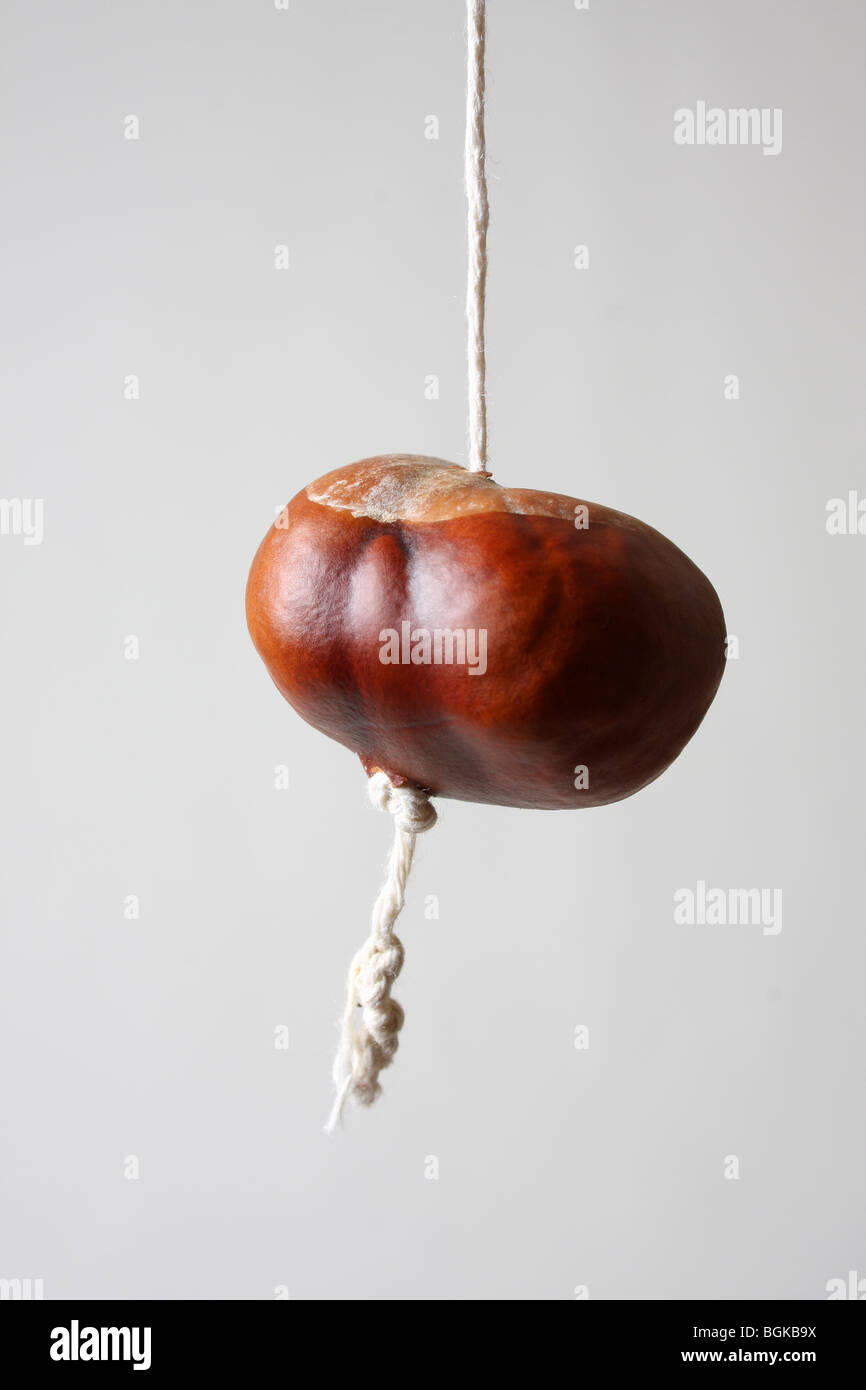 Conkers High Resolution Stock Photography and Images - Alamy