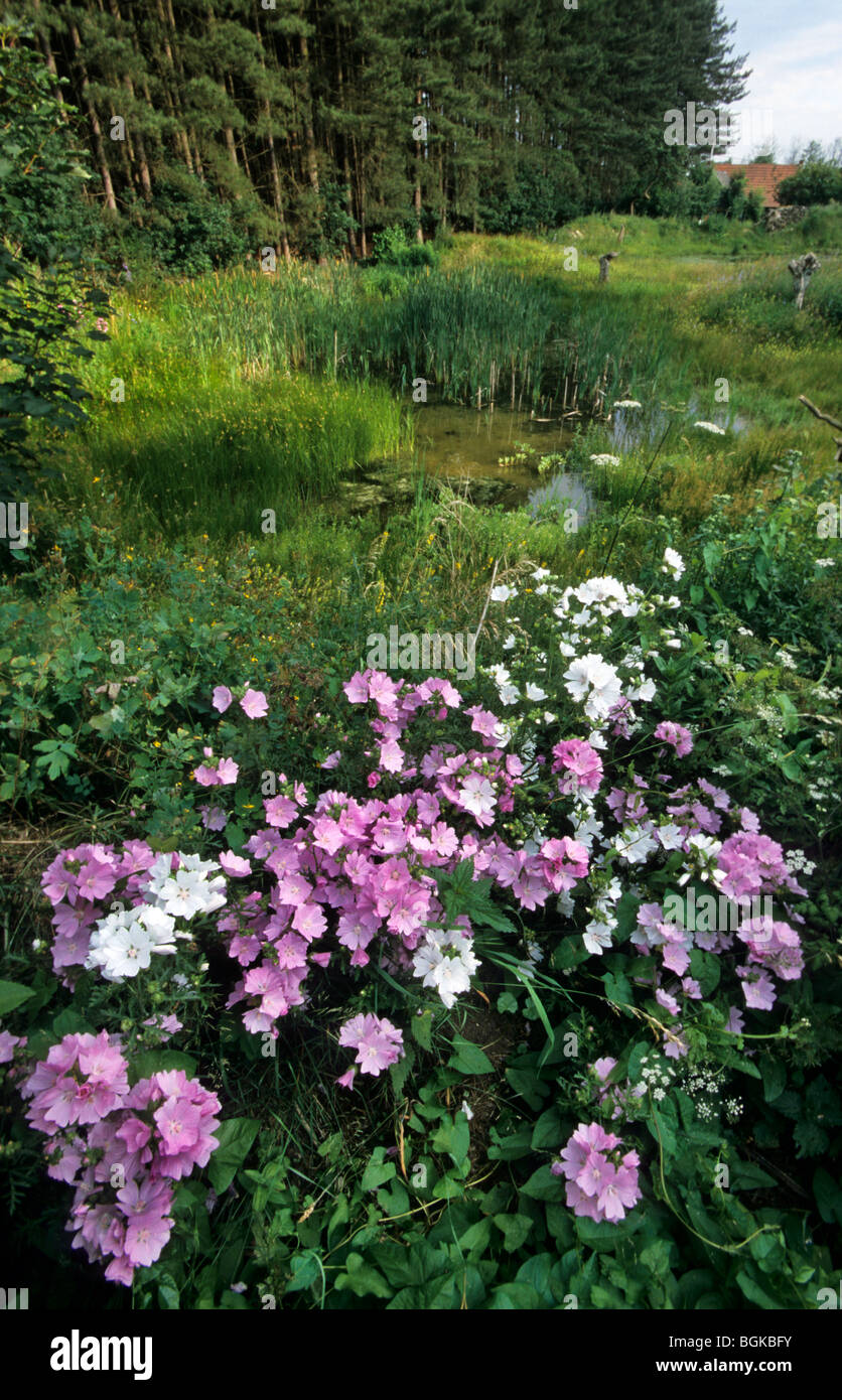 Greater musk-mallow / Hollyhock mallow (Malva alcea), Europe Stock ...
