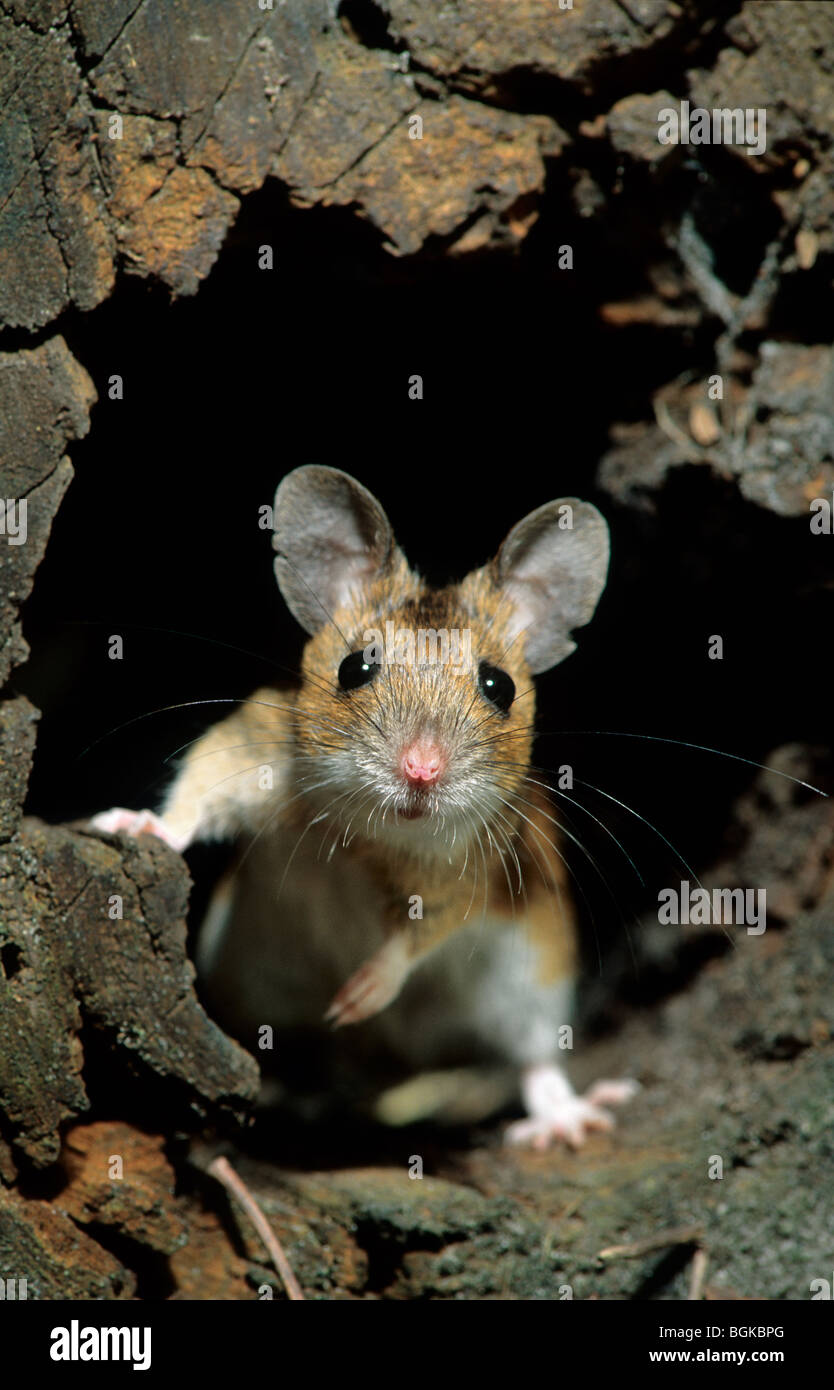 Wood mouse (Apodemus sylvaticus) in forest leaving hollow tree, UK ...