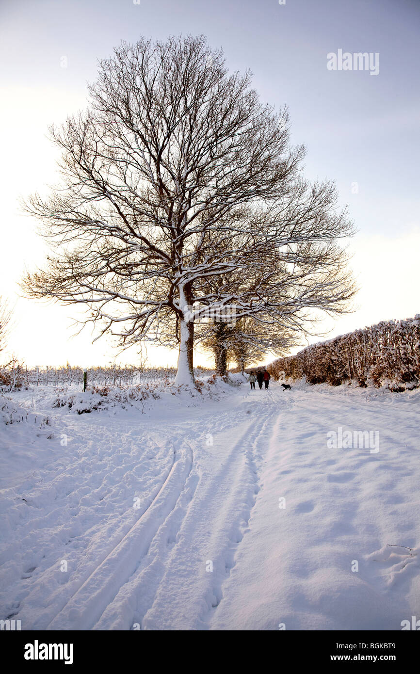 Snow falls and trees in winter, Kent, UK Stock Photo - Alamy