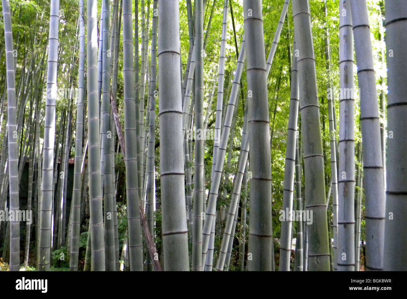 Toshogu temple hi-res stock photography and images - Alamy