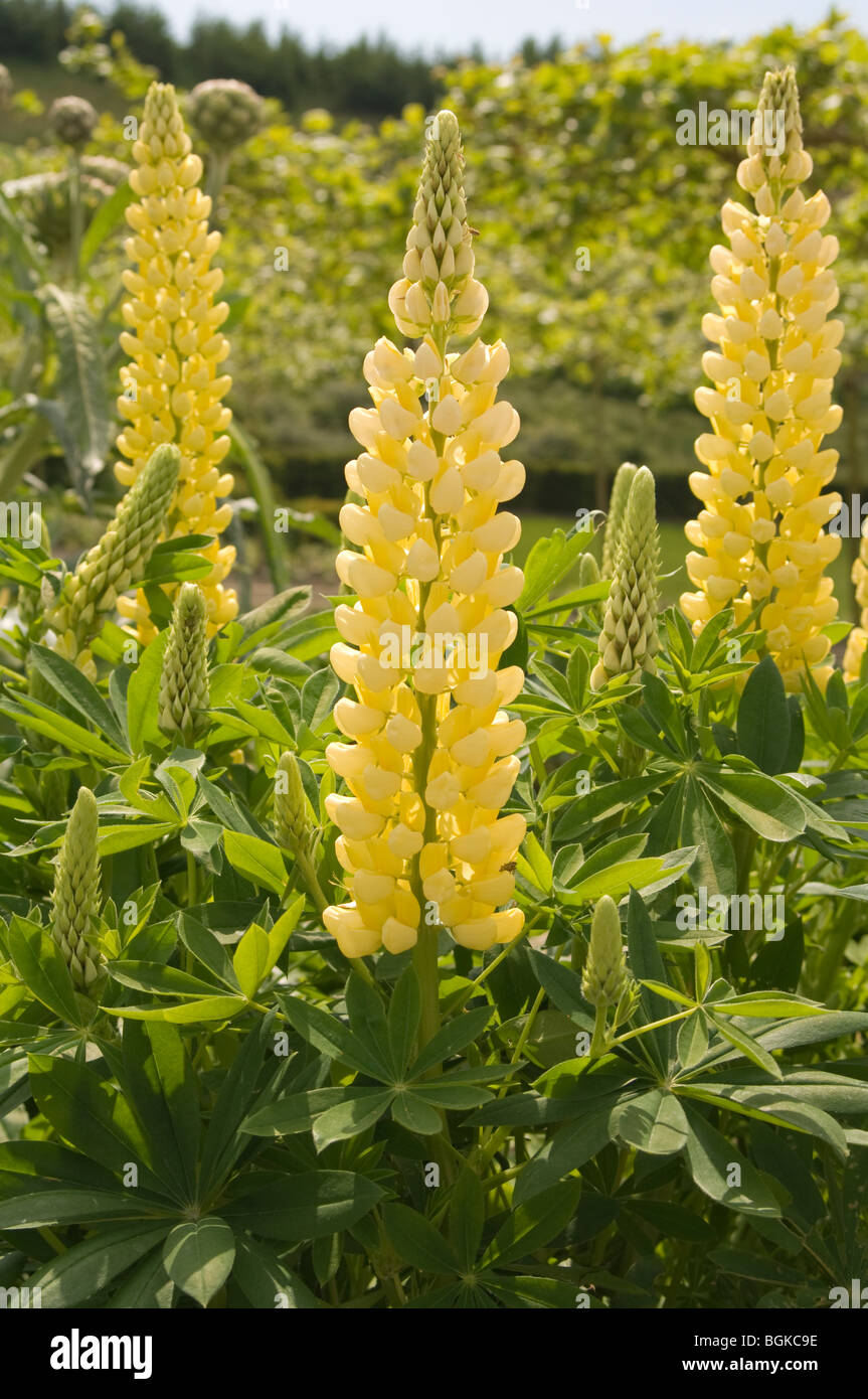 Yellow lupins (Lupinus) growing in South Cornwall Stock Photo - Alamy