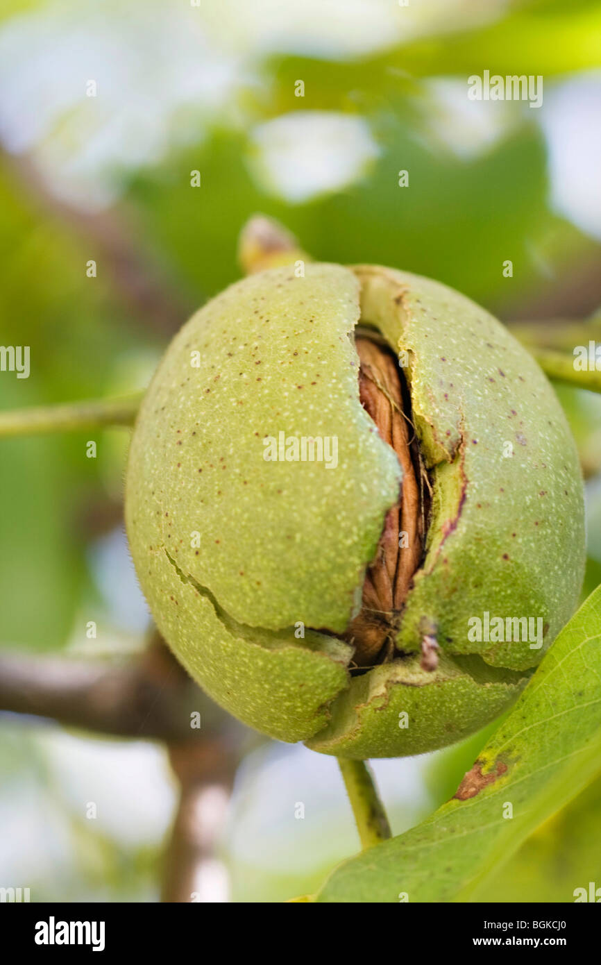 Walnut hanging on the tree hi-res stock photography and images - Alamy