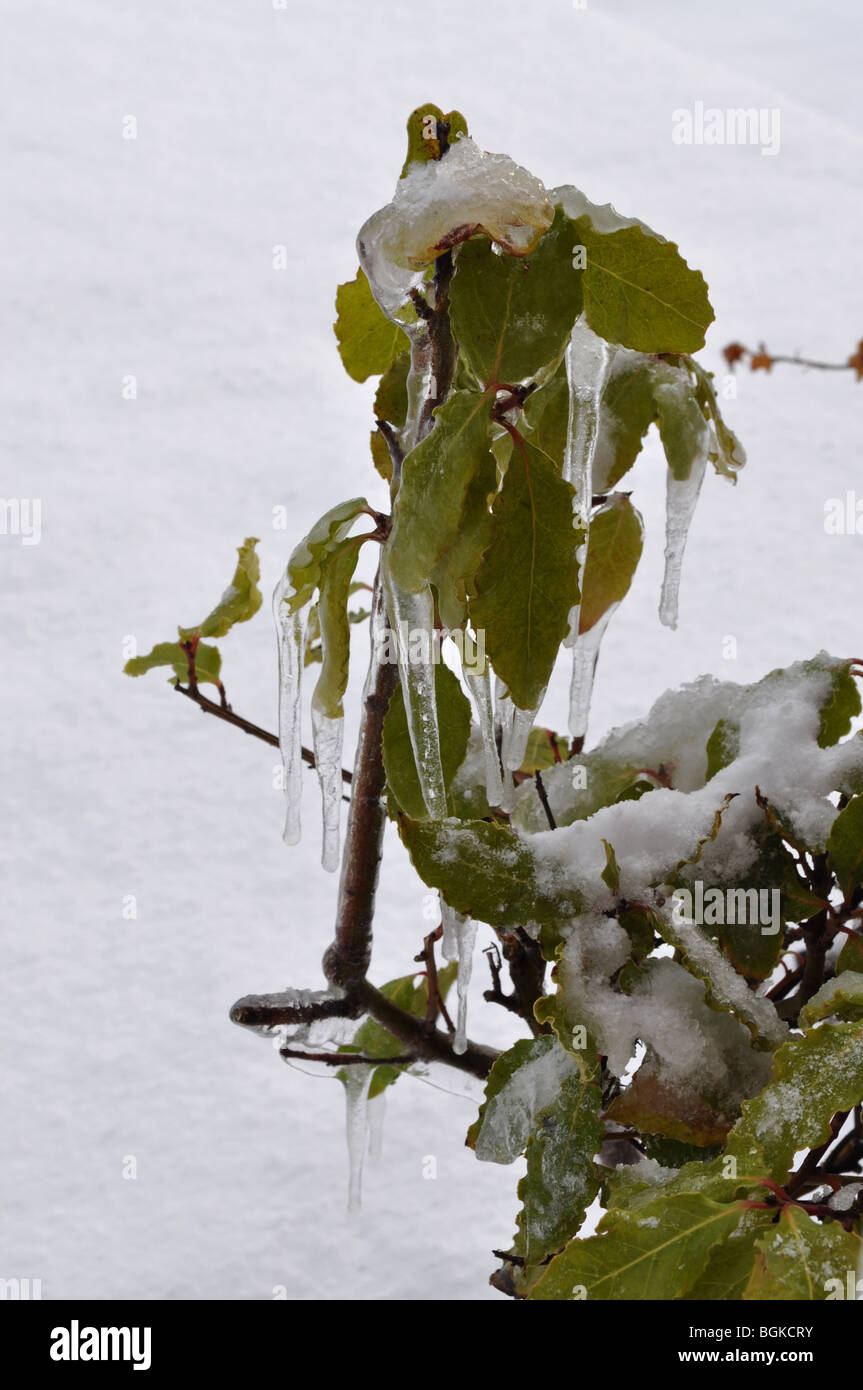 Bay leaves frost hi-res stock photography and images - Alamy