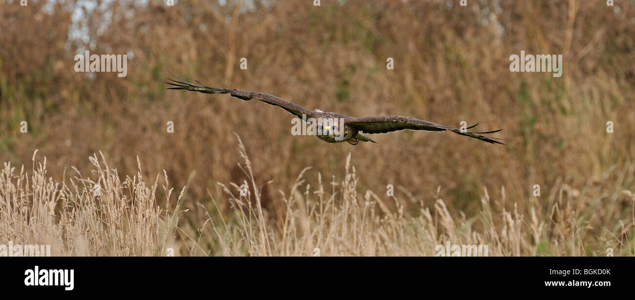 Buzzard uk flying hi-res stock photography and images - Alamy
