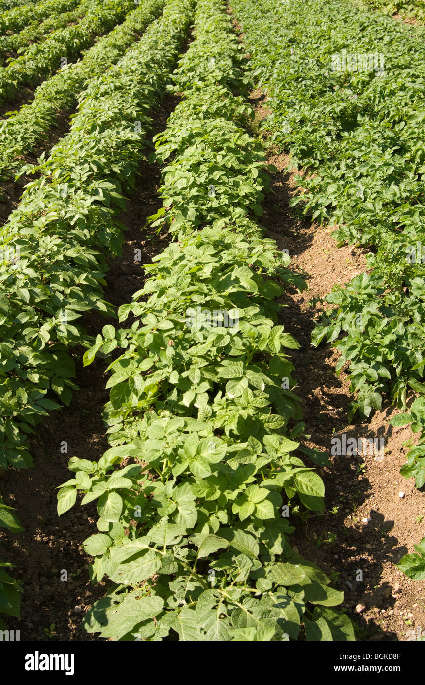 Main crop potatoes (Solanum tuberosum) growing in banked rows in a ...