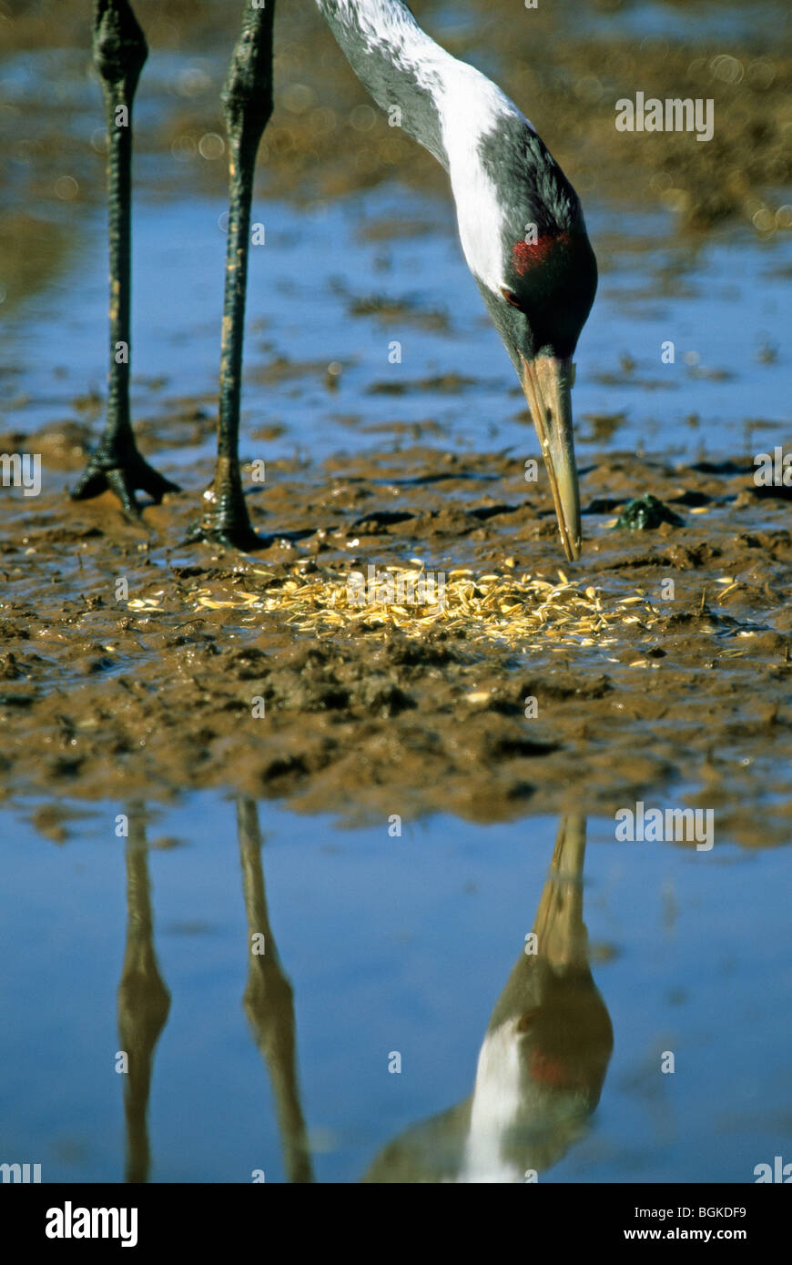 Common crane (Grus grus) eating corn close up, Sweden Stock Photo - Alamy