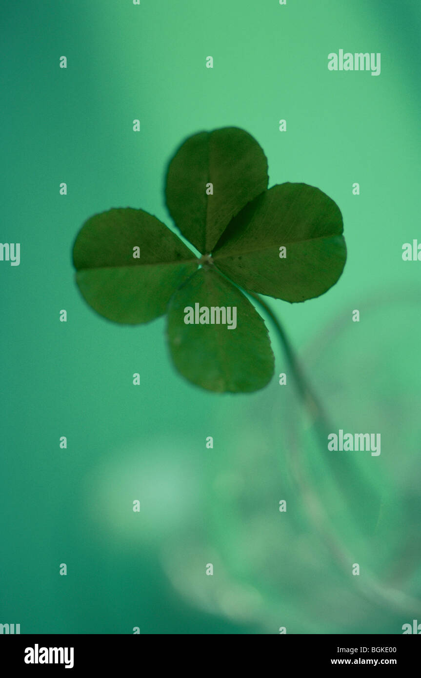Green four leaf clover Stock Photo - Alamy