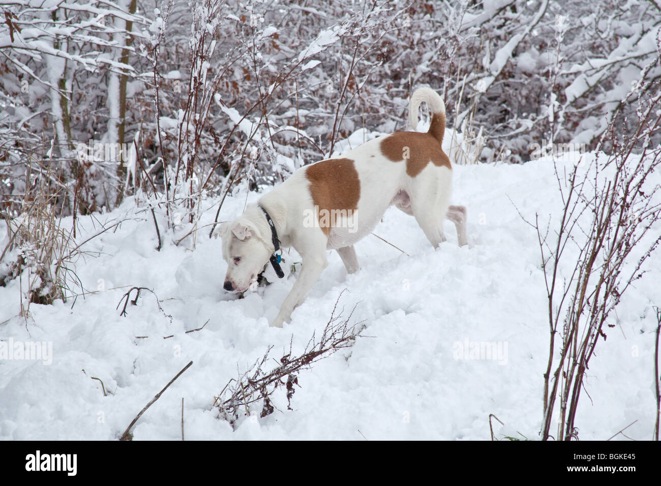 Tan and white dog hi-res stock photography and images - Alamy