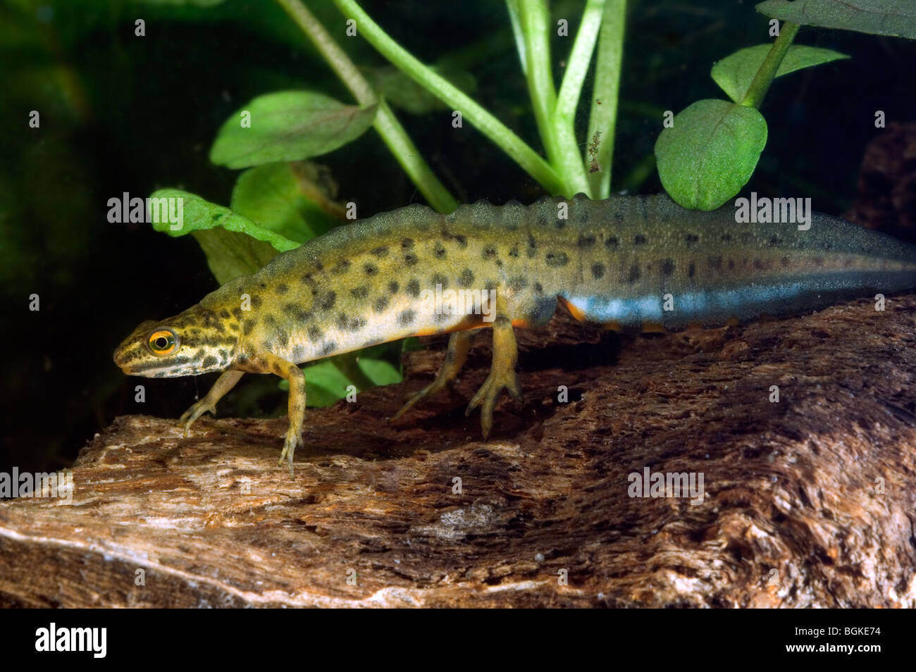 Common Smooth newt (Lissotriton vulgaris / Triturus vulgaris) swimming ...