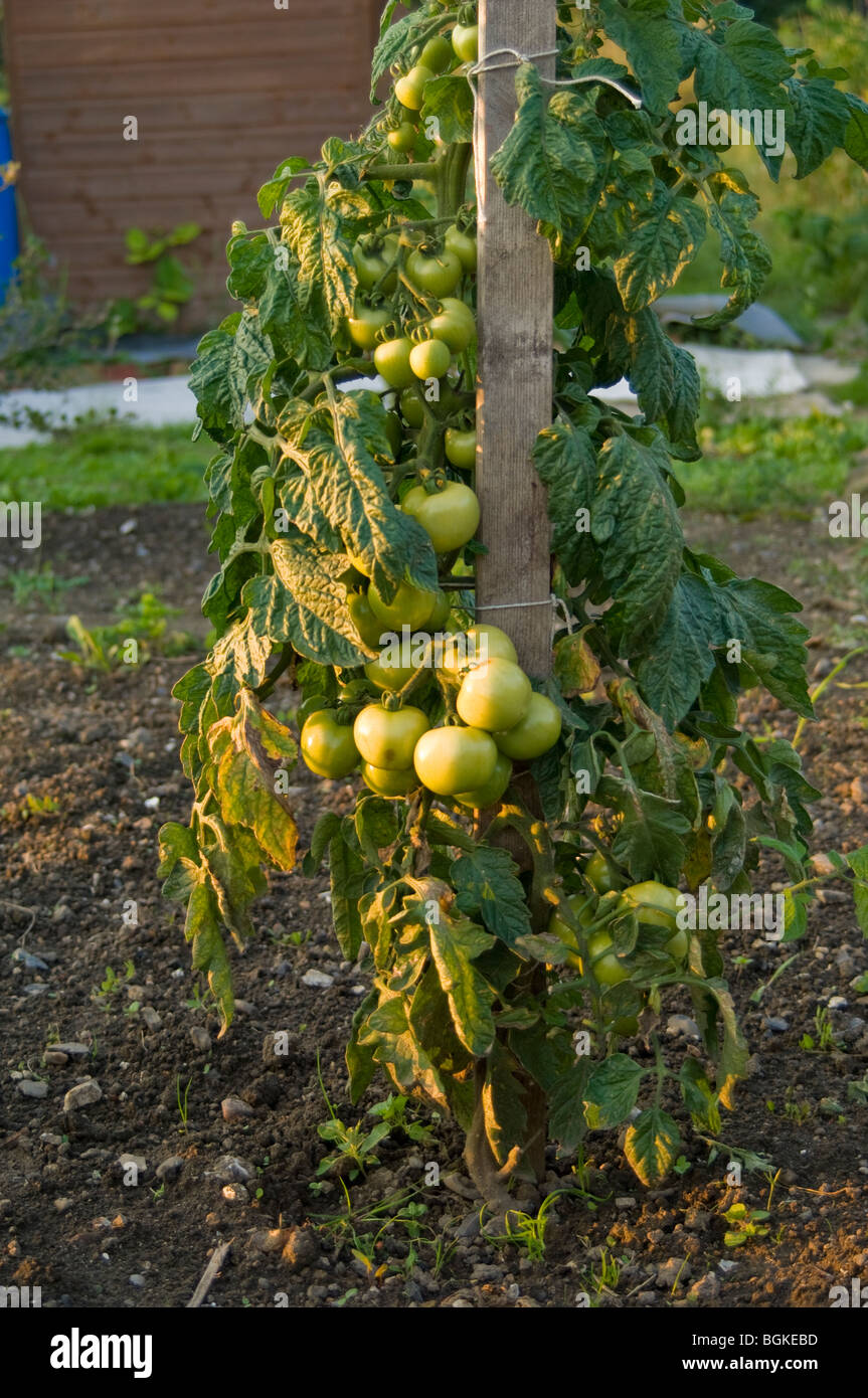 Tomatoes (Solanum lycopersicum) growing up a bamboo cane on an ...