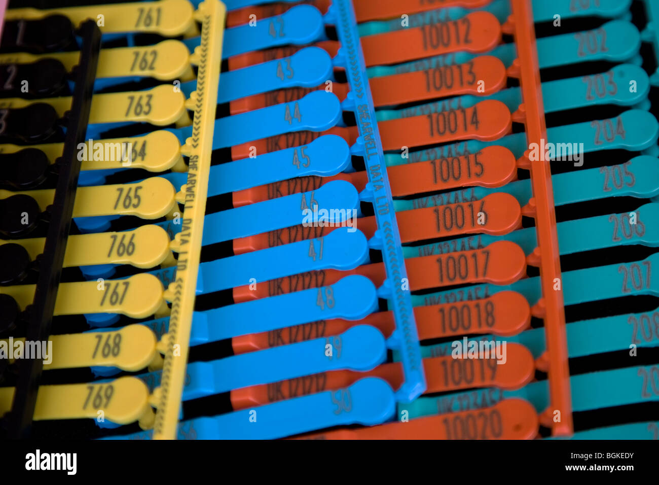 Sheep Ear Tags Used For Identification Stock Photo - Alamy