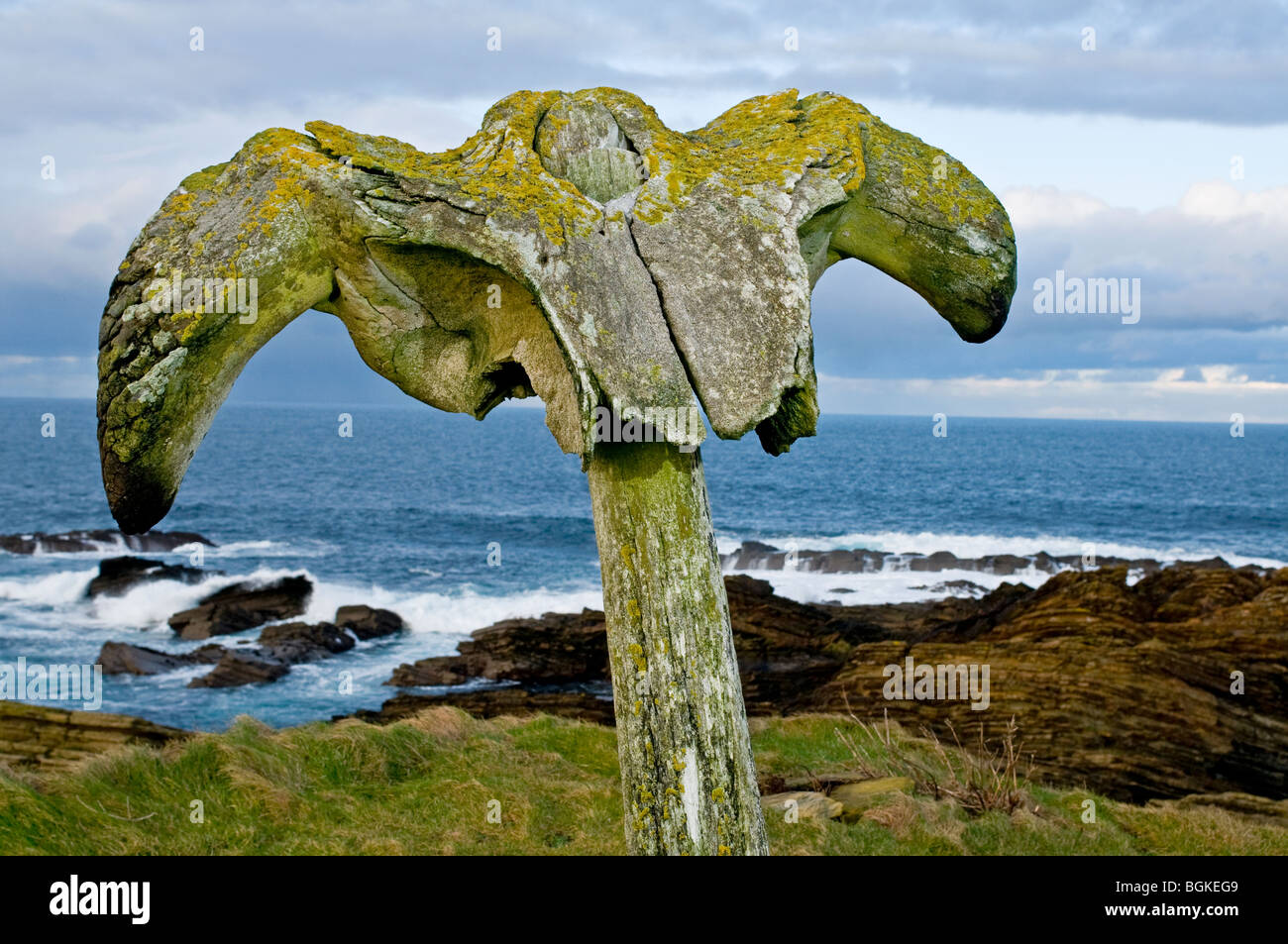 The Birsay whalebone erected on the coastal path from the remains of a ...
