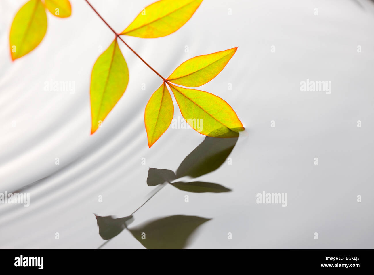 Nunn teng leaves touching water Stock Photo - Alamy