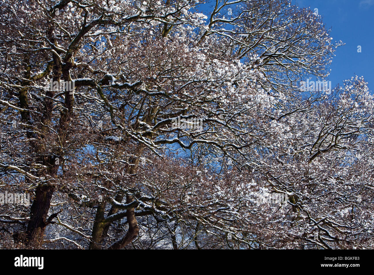 Winter Forest Scene Hertfordshire England UK Stock Photo - Alamy