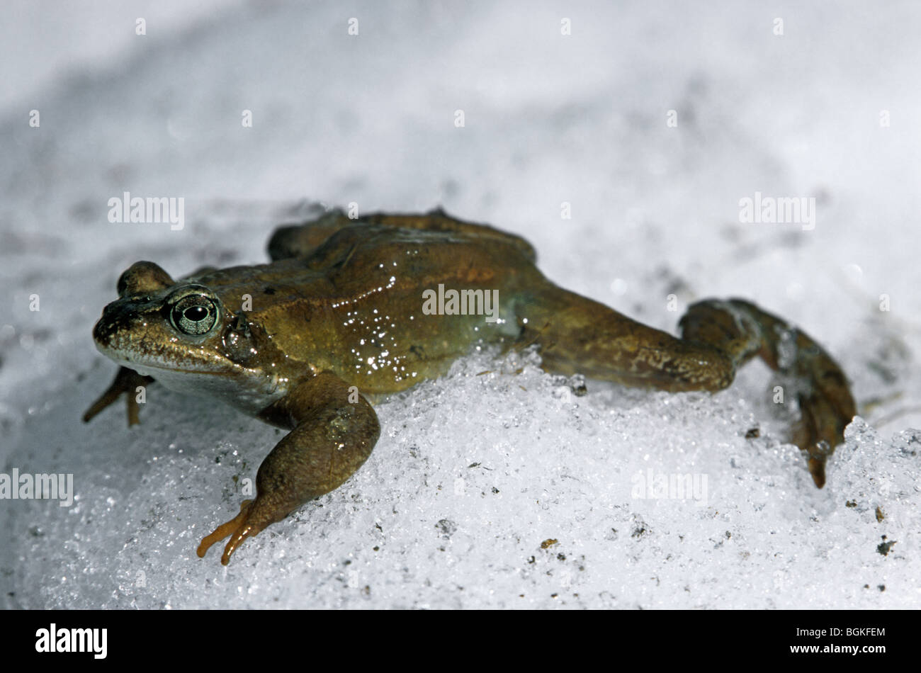 Frog rana temporaria snow hi-res stock photography and images - Alamy