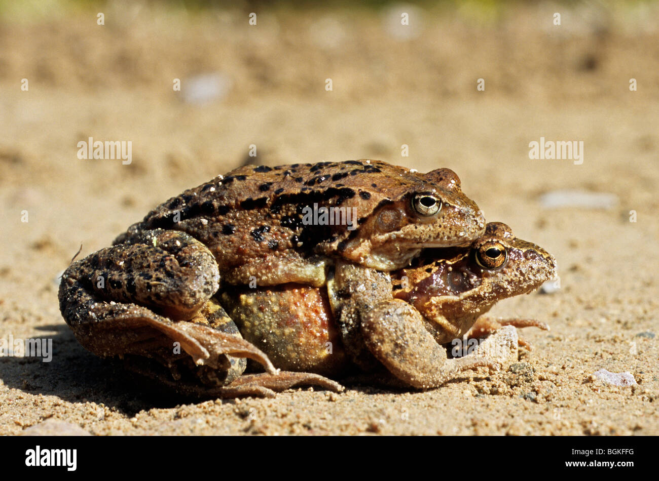 Pair of common frogs (Rana temporaria) in amplexus, before spawning ...