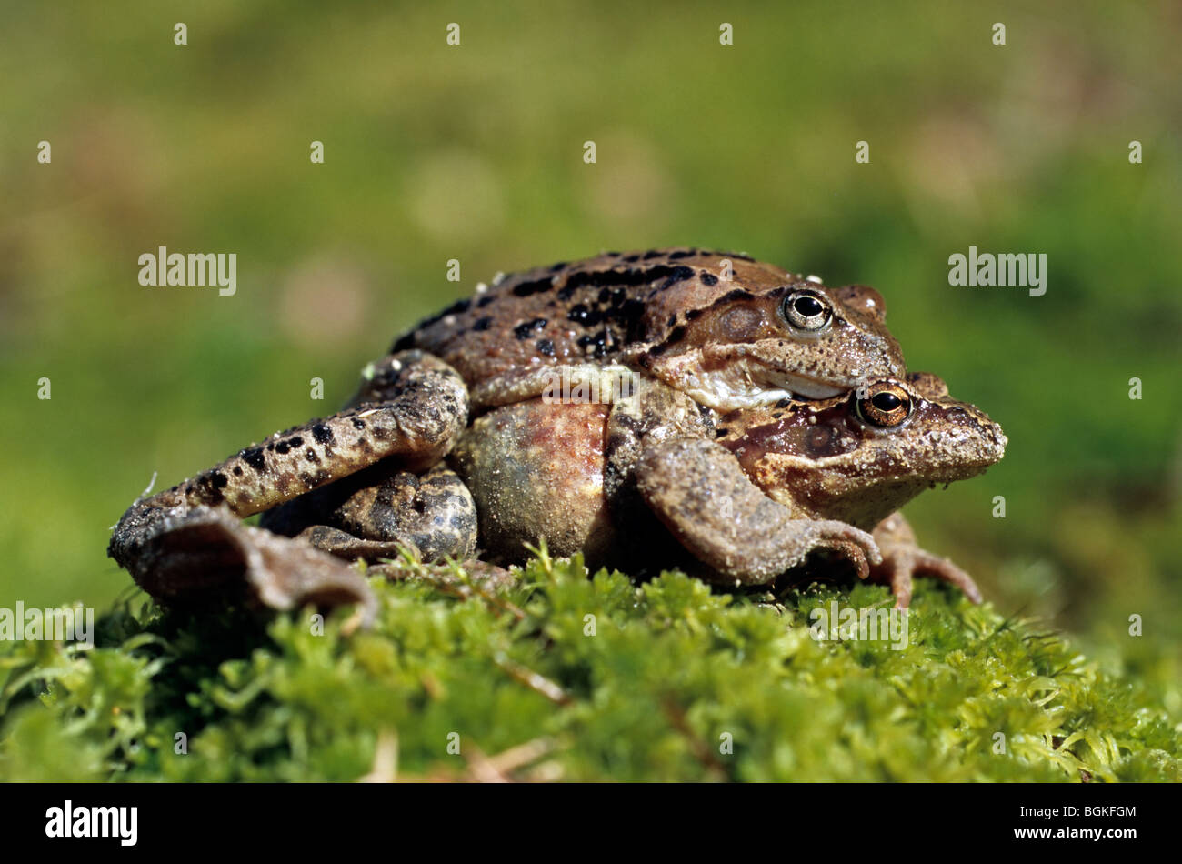 Pair of common frogs (Rana temporaria) in amplexus, before spawning ...