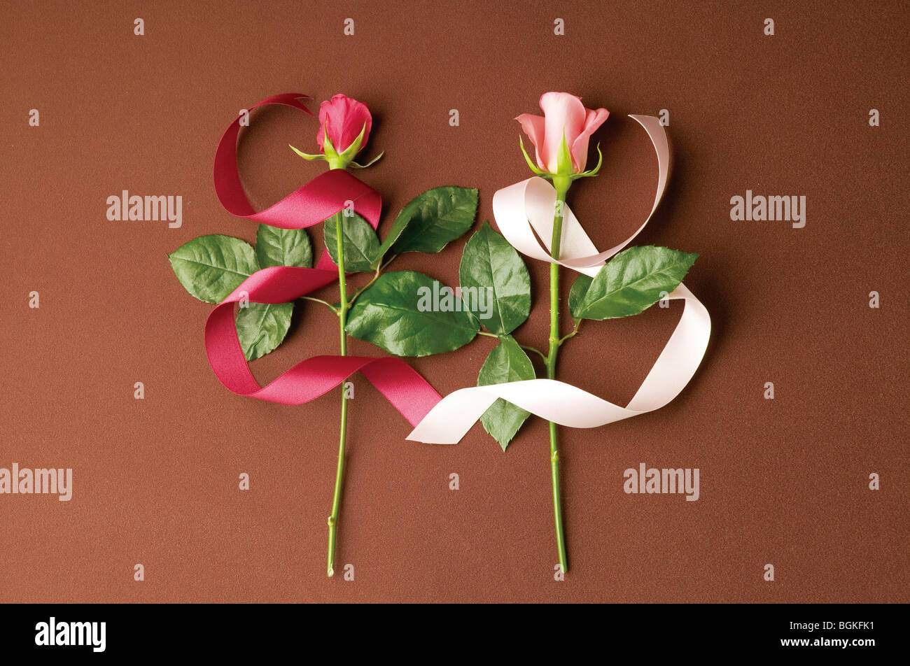 Pink roses and ribbons Stock Photo - Alamy