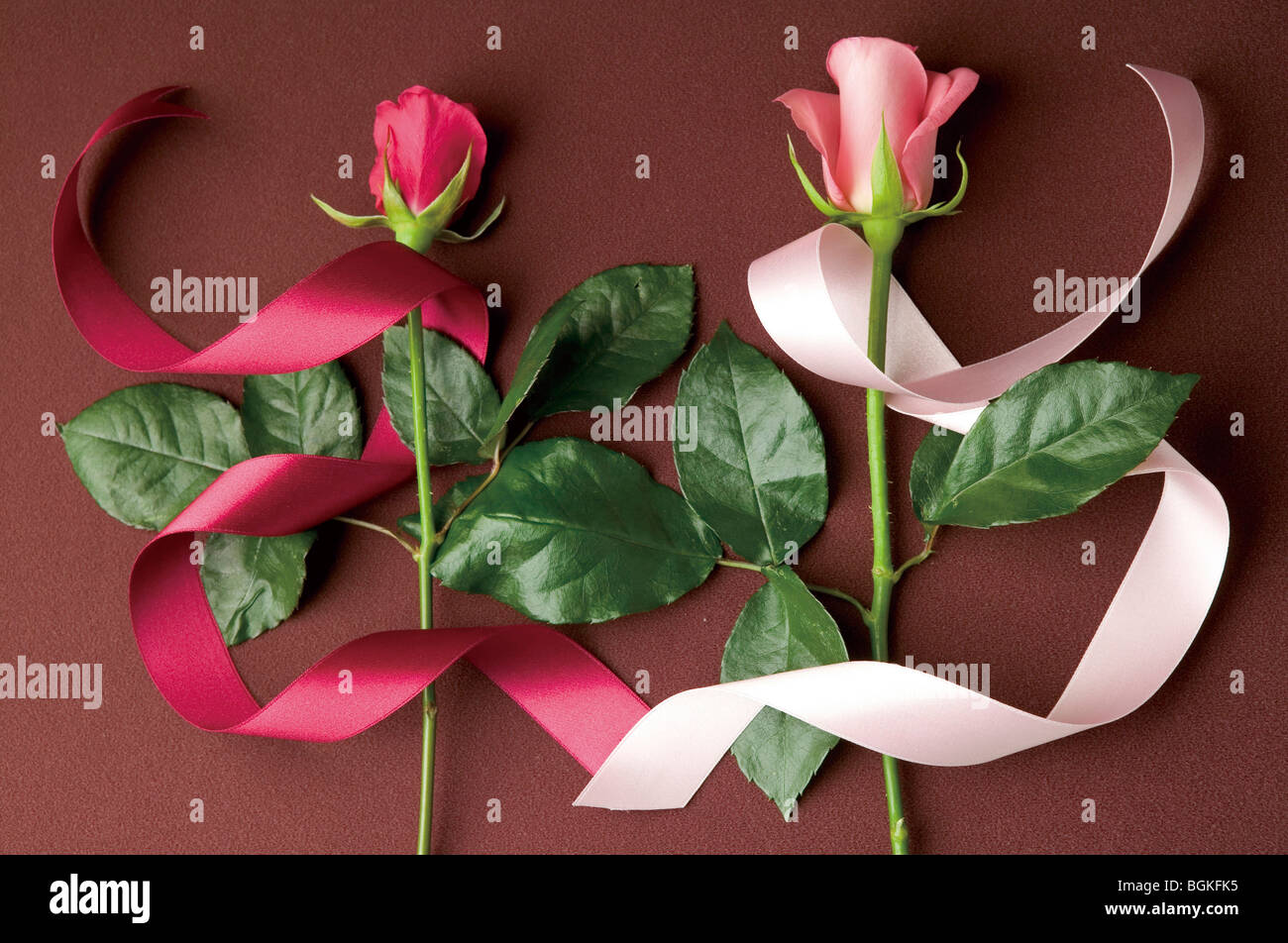 Pink roses and ribbons Stock Photo - Alamy