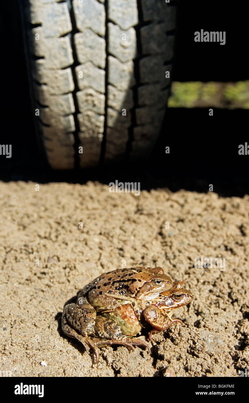 Frog crossing road hi-res stock photography and images - Alamy
