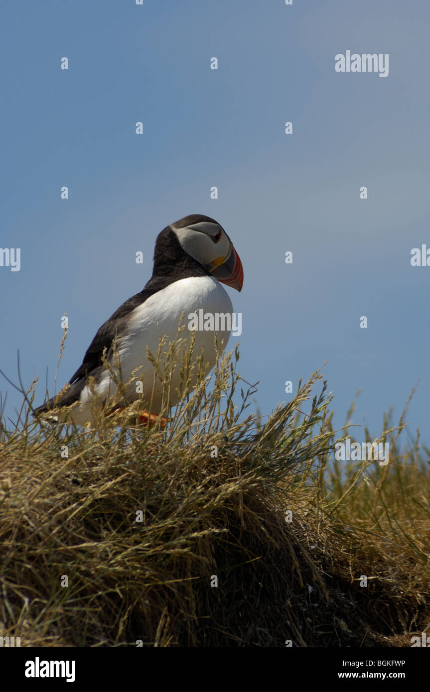 Puffin walking wildlife hi-res stock photography and images - Alamy