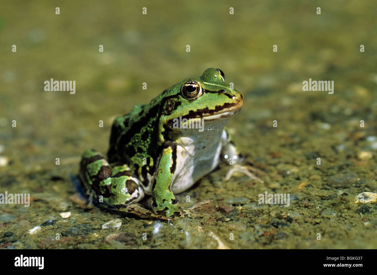 Pool frog (Pelophylax lessonae / Rana lessonae) in water Stock Photo ...