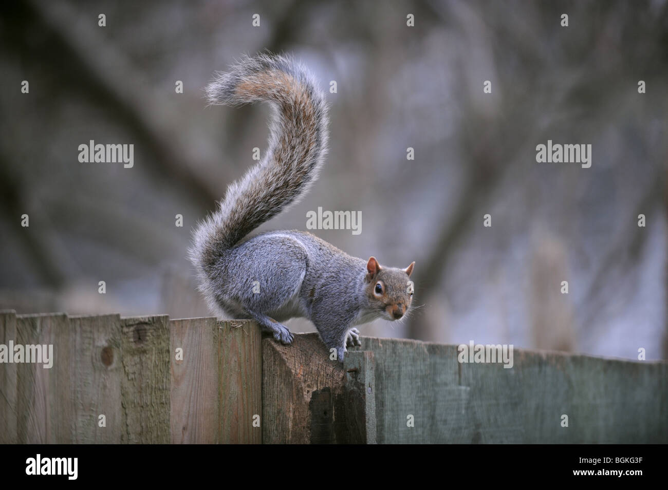 Squirrel tail on fence hi-res stock photography and images - Alamy