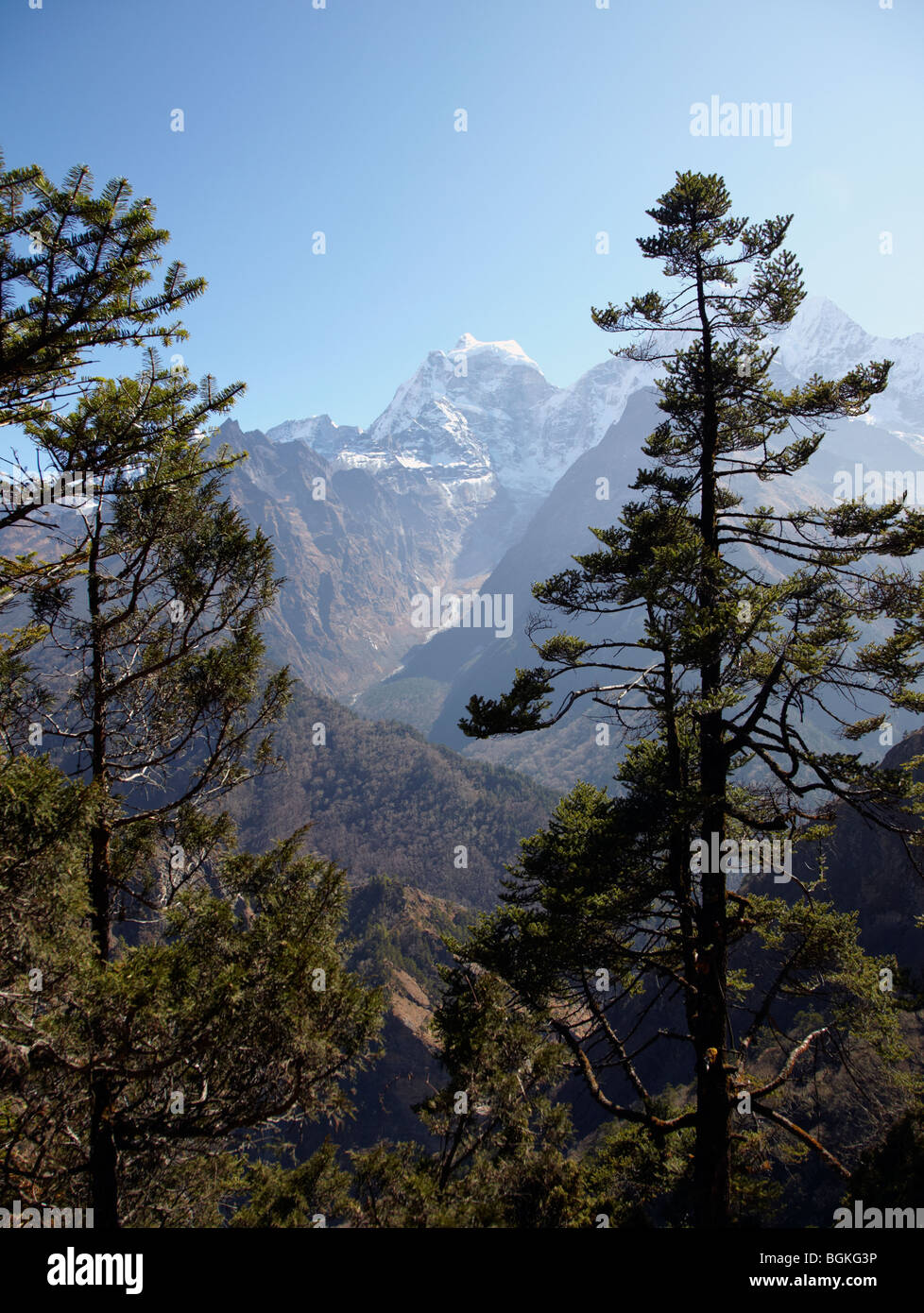 Trees himalayas hi-res stock photography and images - Alamy