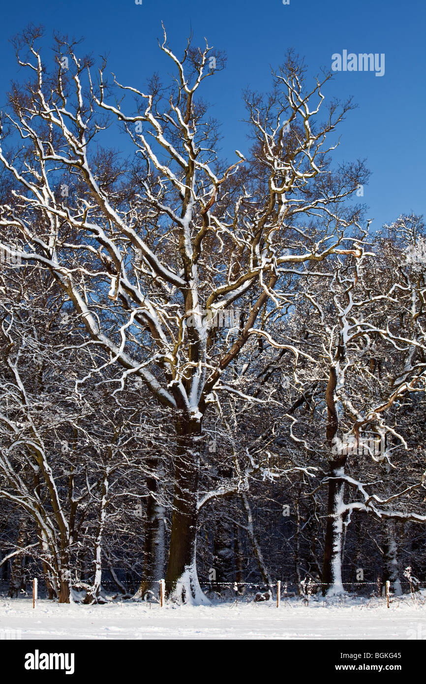 English Oak Trees in winter snow 2010 Hertfordshire England UK Stock ...