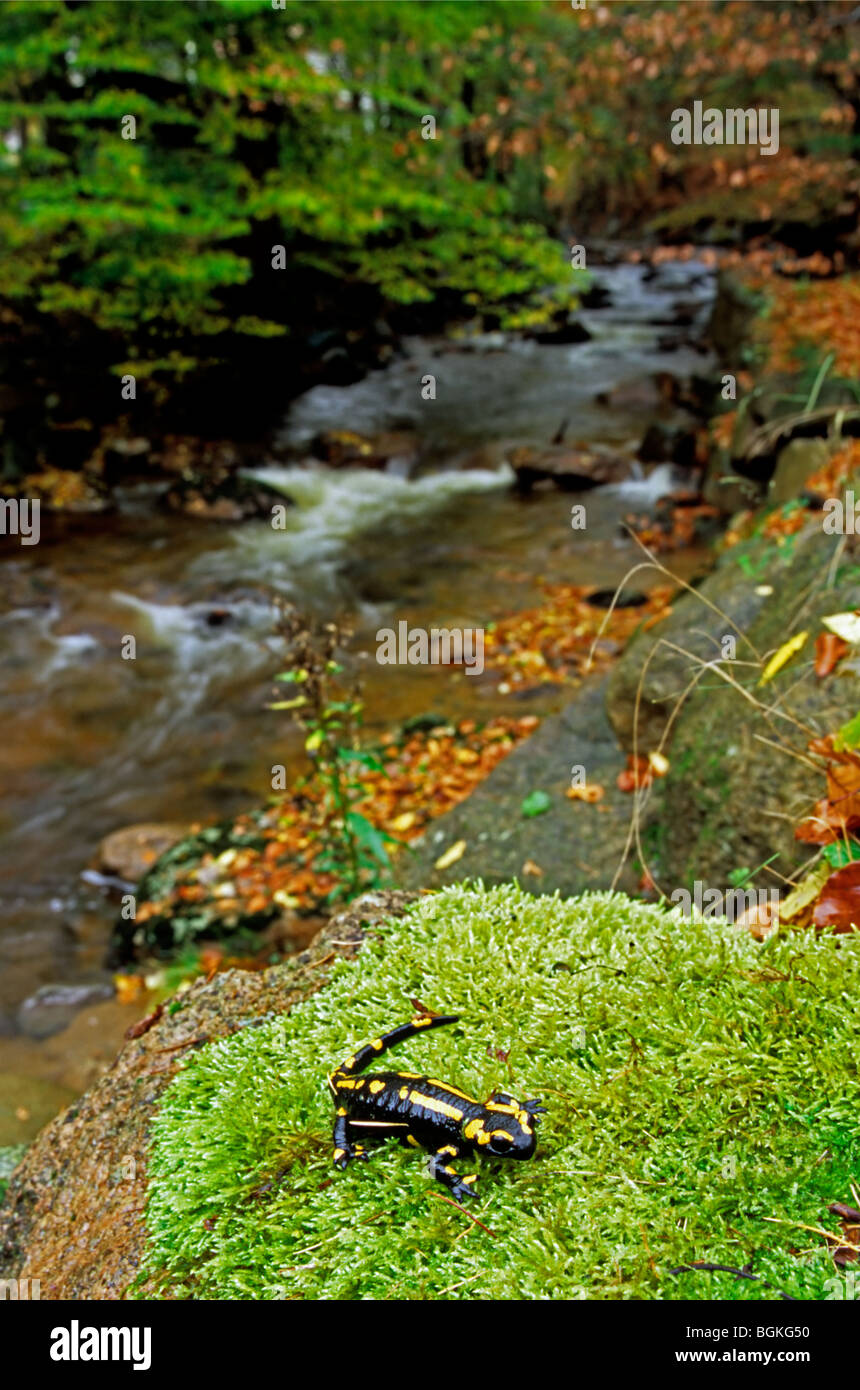 European salamander / Fire salamander (Salamandra salamandra) on moss ...
