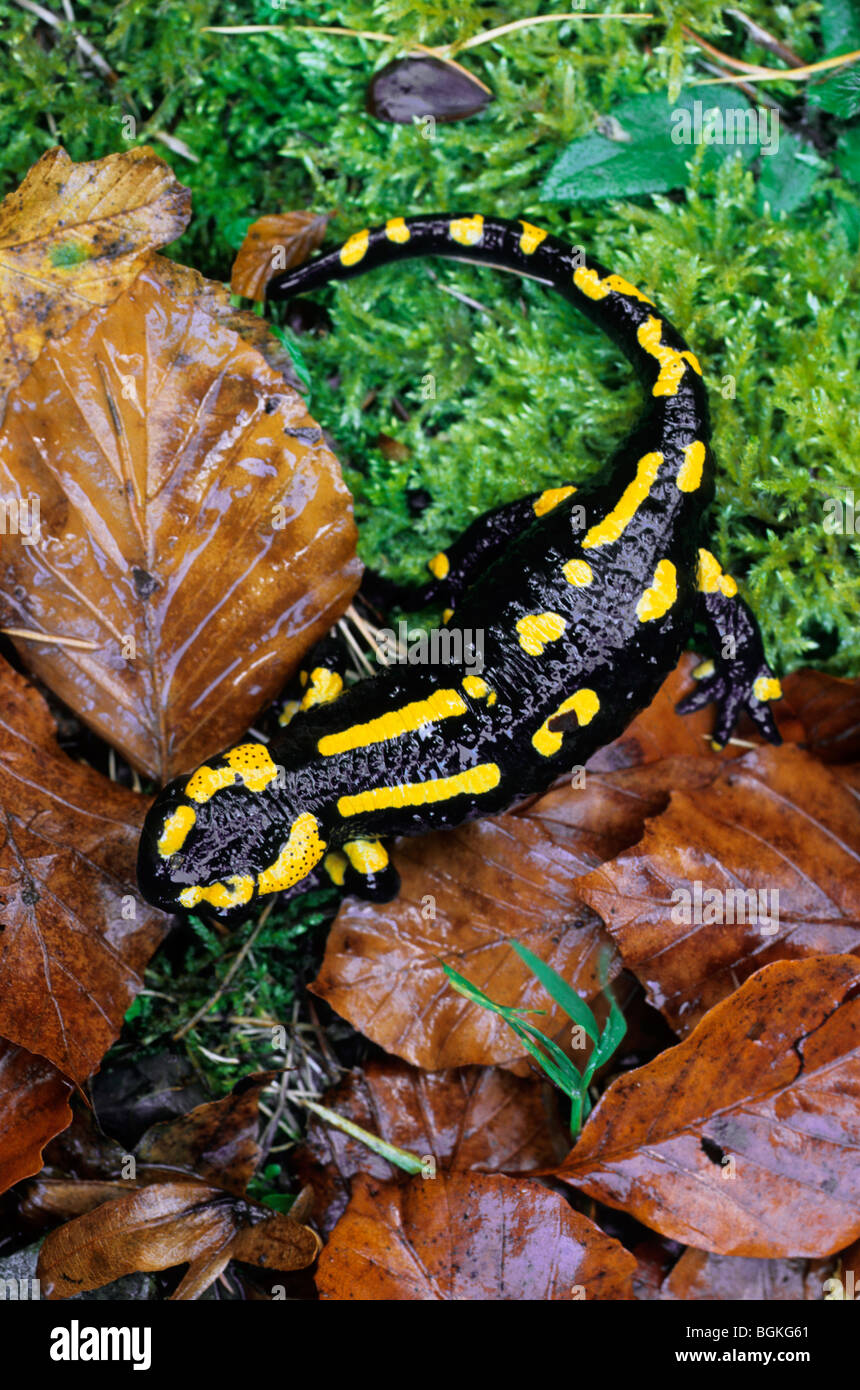 European salamander / Fire salamander (Salamandra salamandra) on moss ...