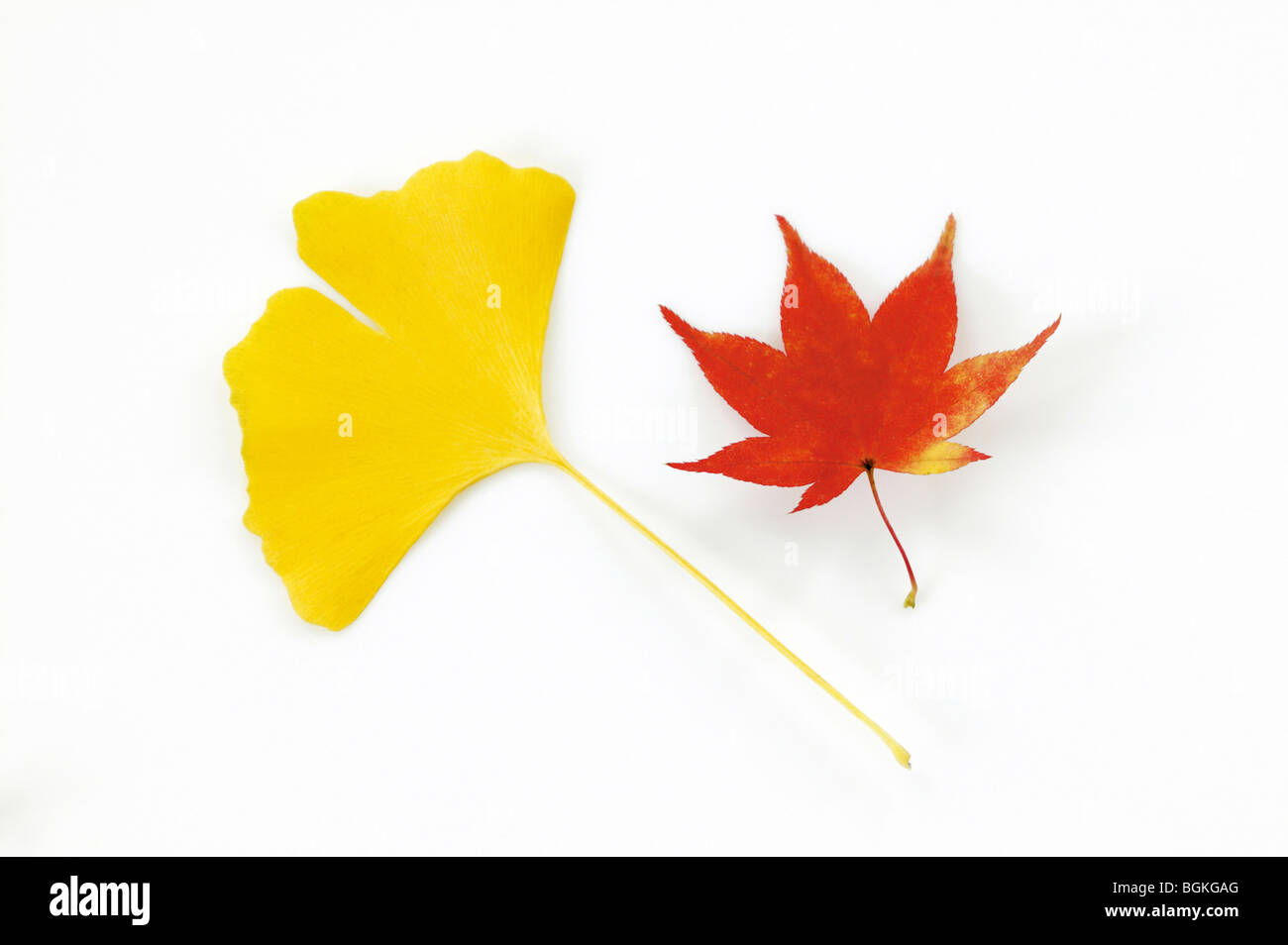 White color leaves hi-res stock photography and images - Alamy