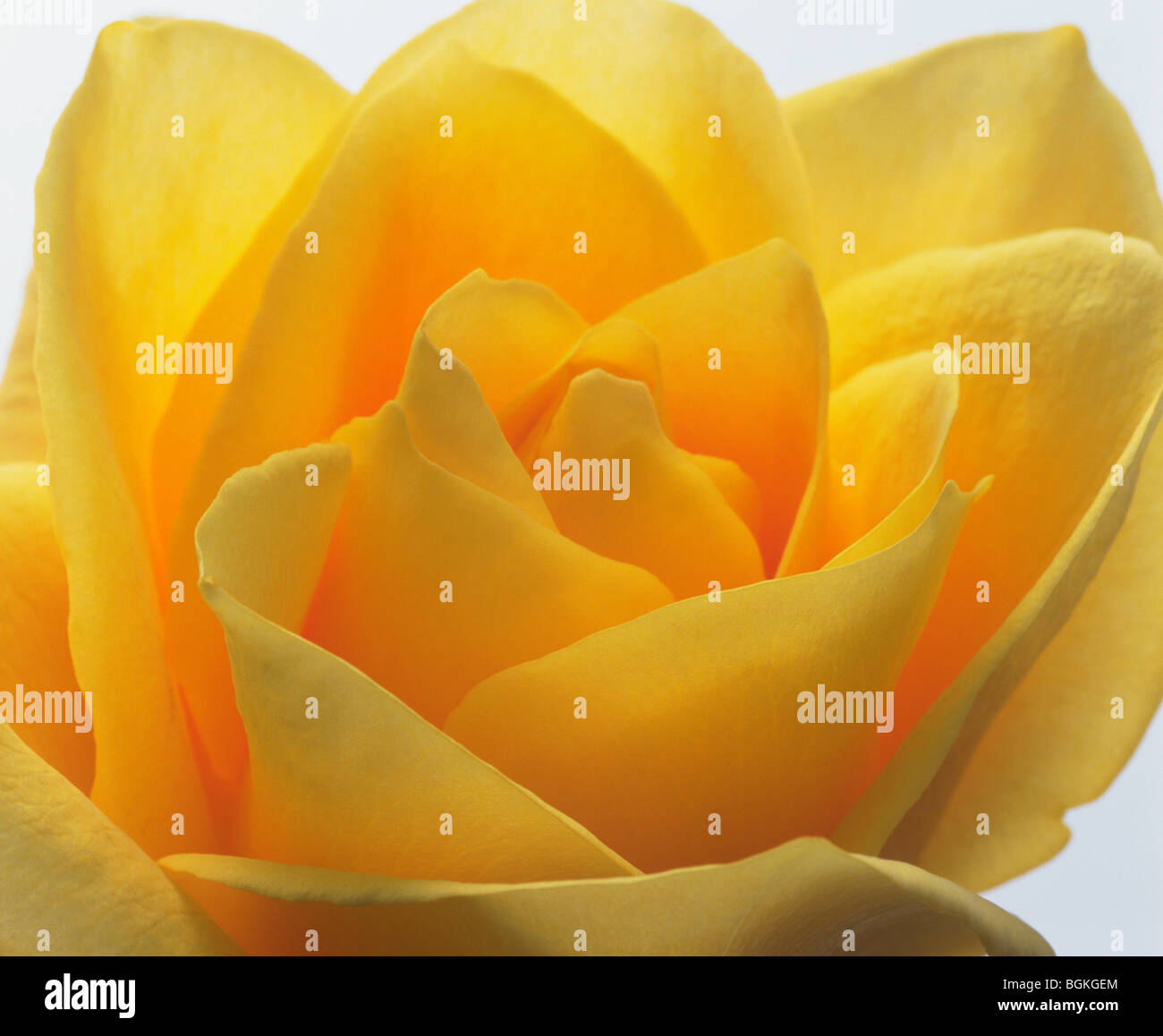 Yellow rose close up white background Stock Photo - Alamy