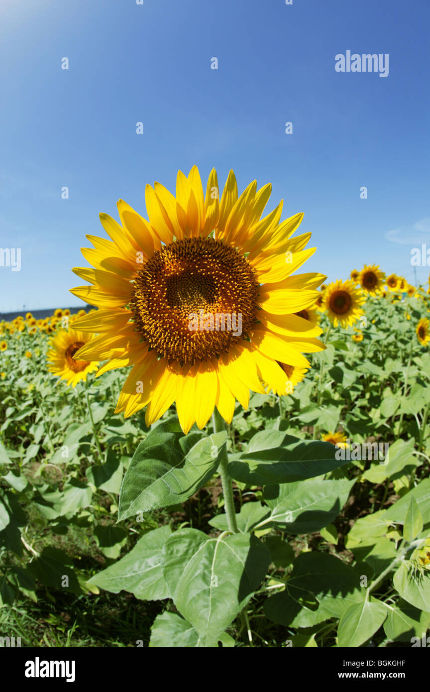 Map Of Zama City Japan