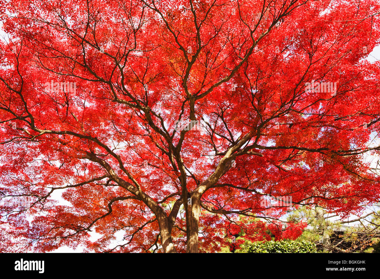 Tree with leaves in red Stock Photo - Alamy